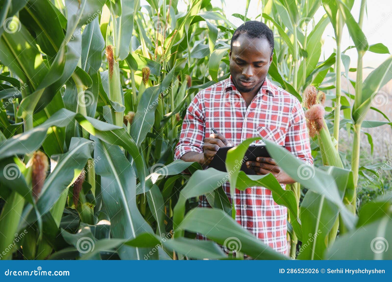 African Farmer Stand in the Corn Plantation Field Stock Photo - Image of environment, computer ...