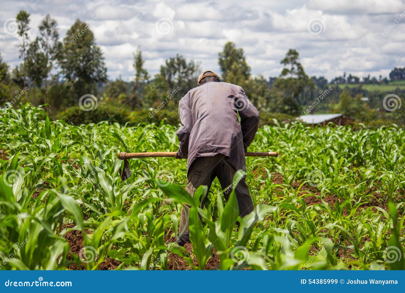 African Farmer Weeding editorial stock image. Image of plant - 54385999