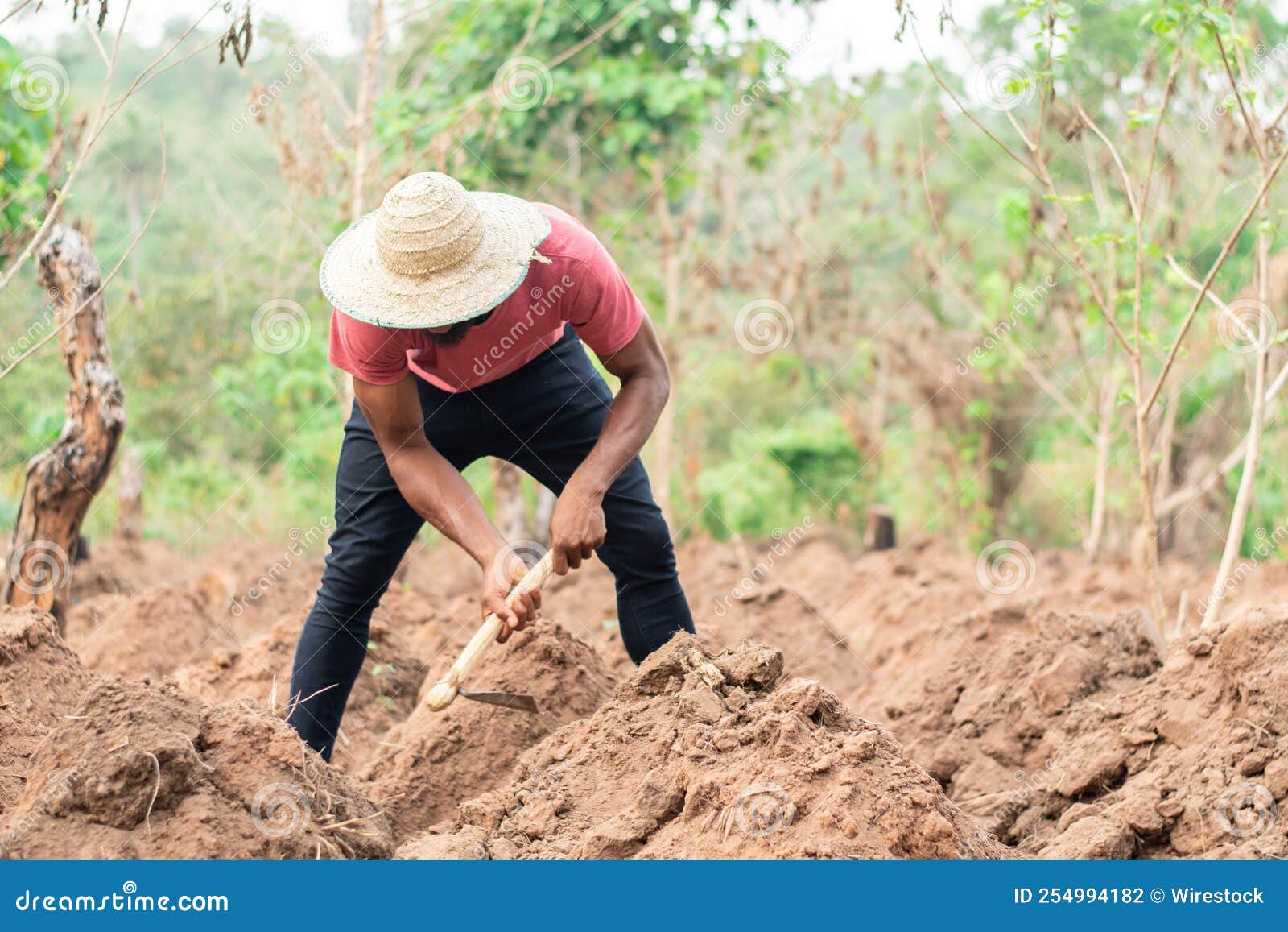 Farmer working in a farm stock photo. Image of agriculture - 254994182