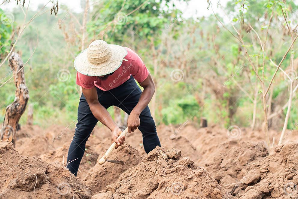 Farmer working in a farm stock photo. Image of agriculture - 254994182