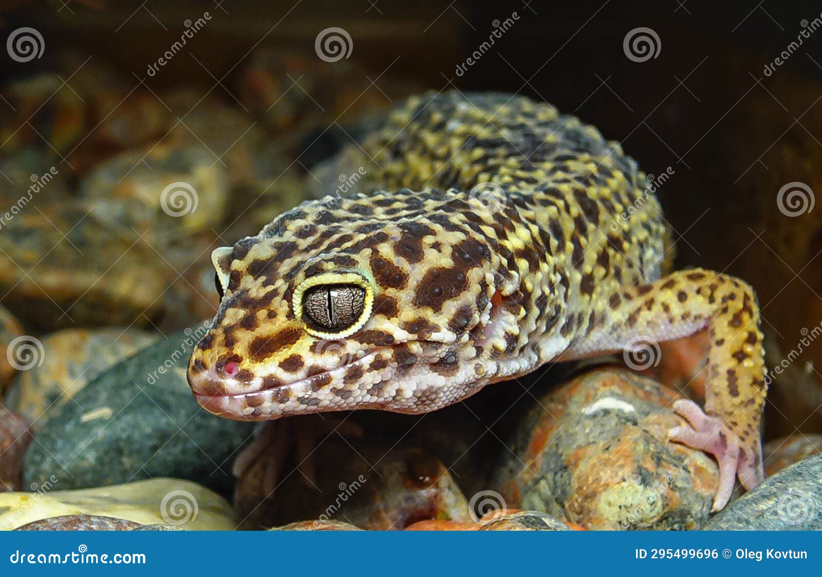 African Fat-tailed Gecko (Hemitheconyx Caudicinctus Stock Photo - Image ...