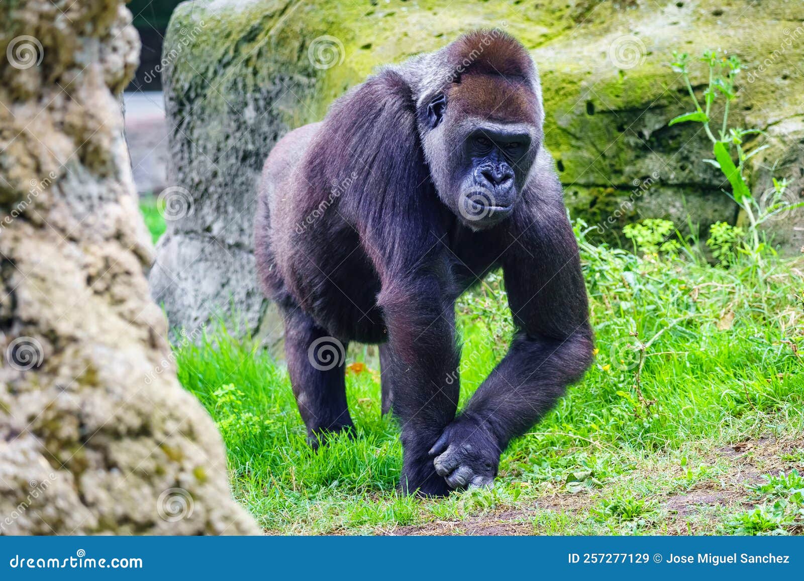 African Female Gorilla Walking Quietly among the Grass. Stock Image ...