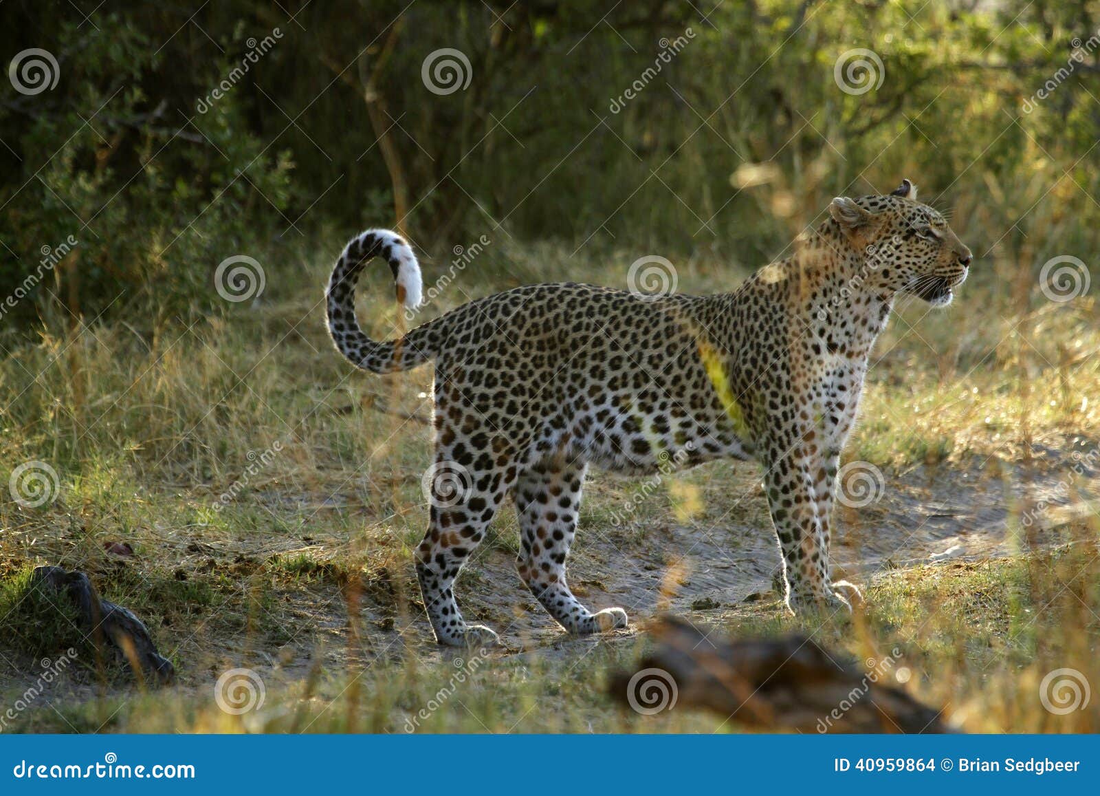 Big African Leopard stock photo. Image of curled, good - 40959864