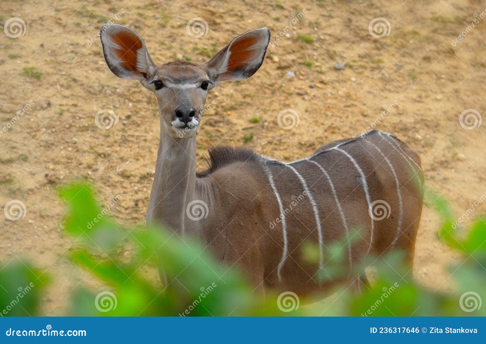 African Female Nyala Antelope Looking into the Camera Stock Photo ...