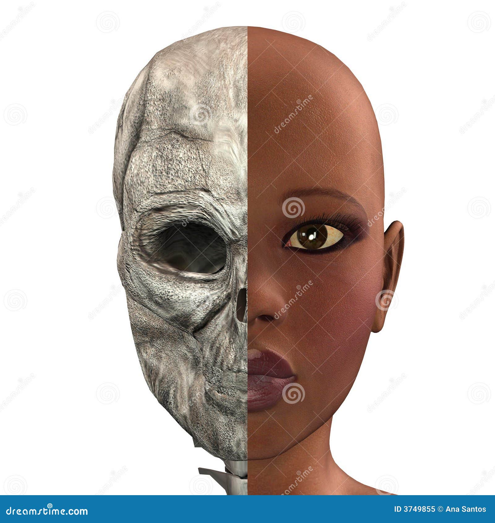 African Female skull stock illustration. Illustration of anatomical ...