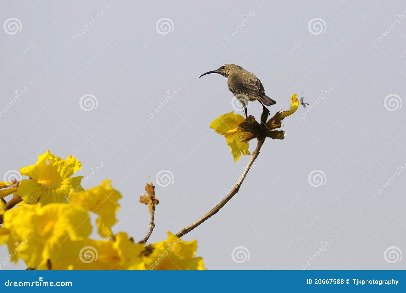 African female sunbird stock photo. Image of natural - 20667588