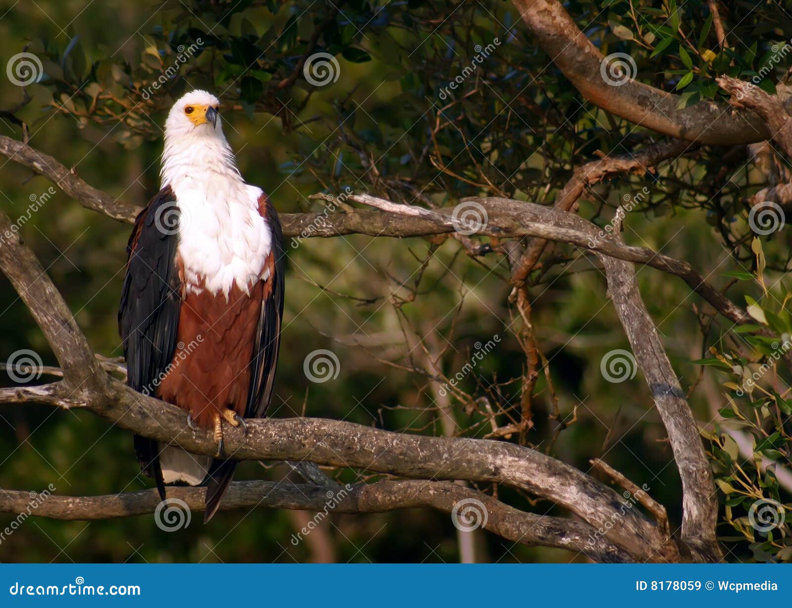 African Fish Eagle stock image. Image of bill, aware, feather - 8178059