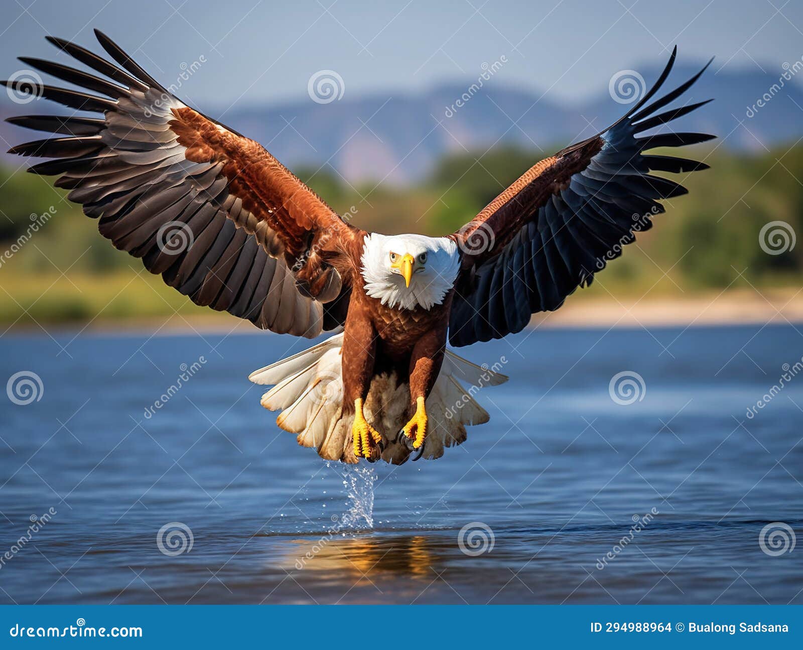 African Fish Eagle stock illustration. Illustration of african - 294988964
