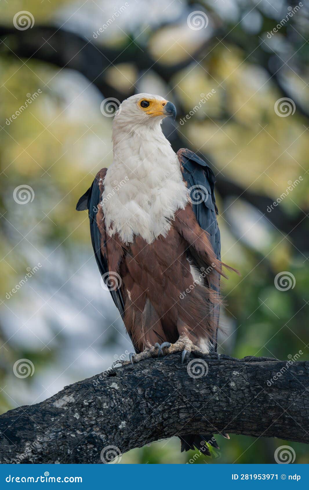 African Fish Eagle on Branch in Shade Stock Image - Image of haliaeetus ...