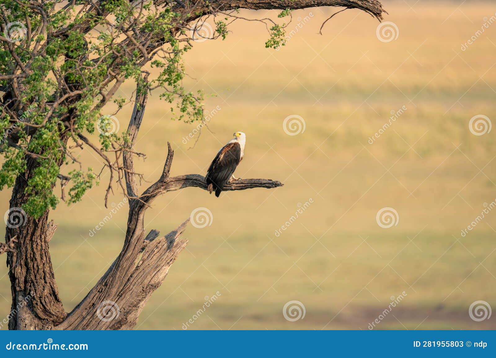 African Fish Eagle on Branch Turning Head Stock Image - Image of twigs ...