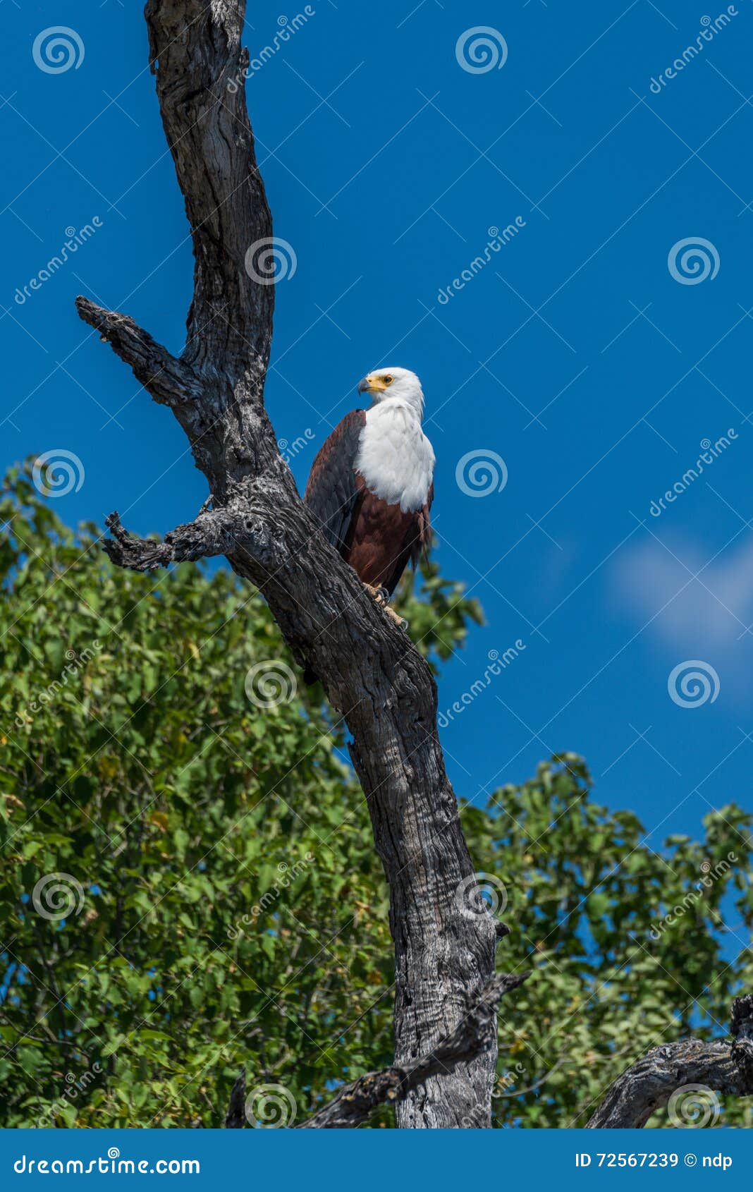 African Fish Eagle on Dead Tree Branch Stock Image - Image of foliage ...