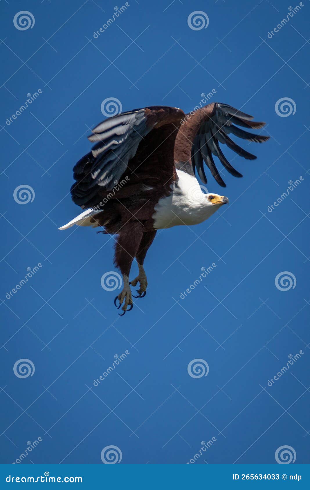 African Fish Eagle Flying Across Blue Sky Stock Image - Image of raptor ...