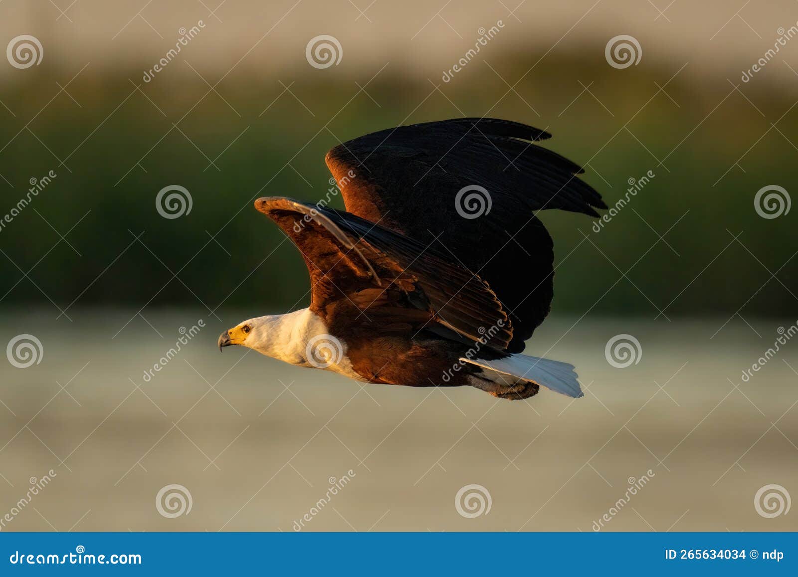 African Fish Eagle Flying Low Over River Stock Photo - Image of prey ...