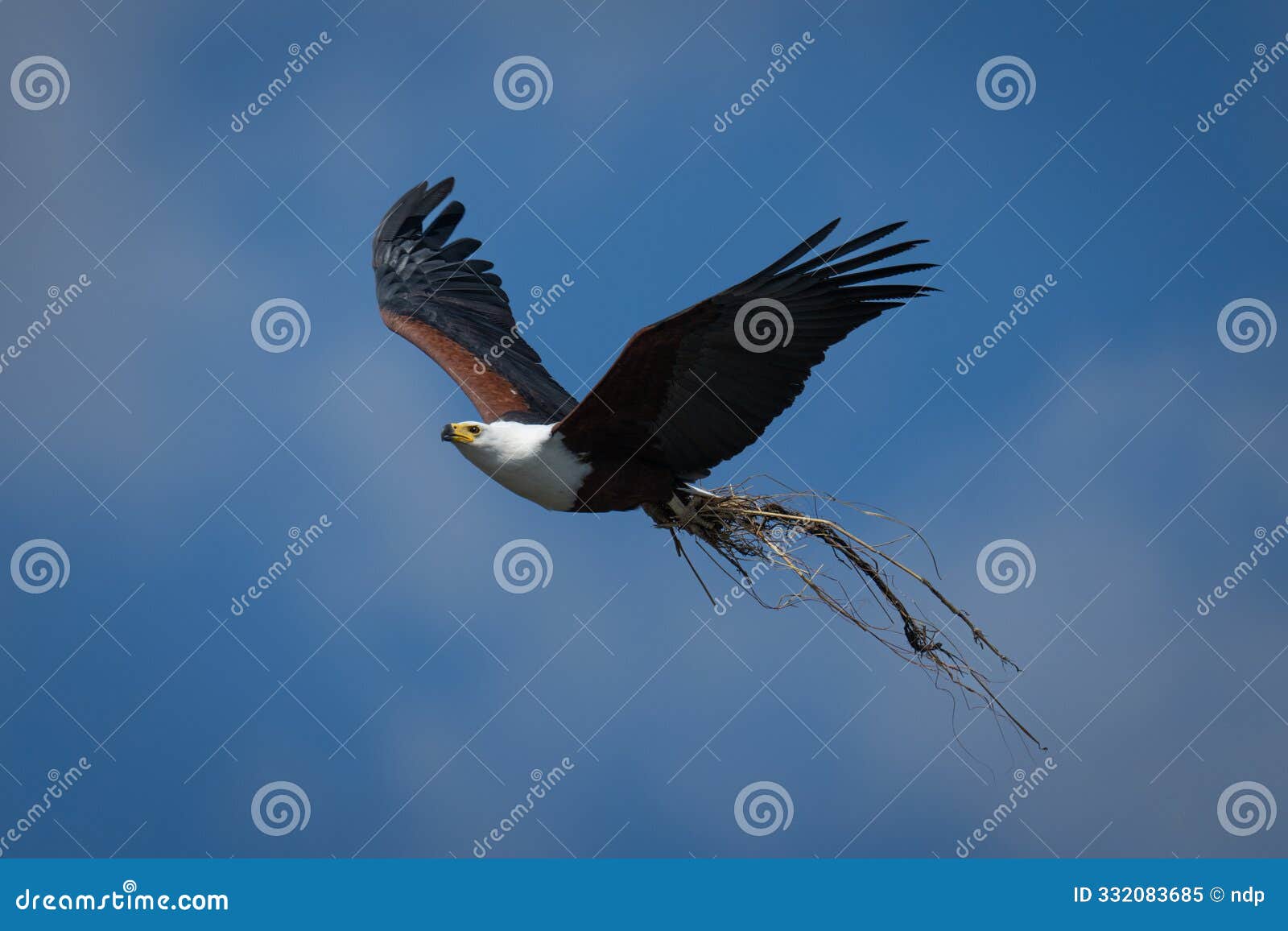 African Fish Eagle Flying with Nesting Material Stock Image - Image of ...