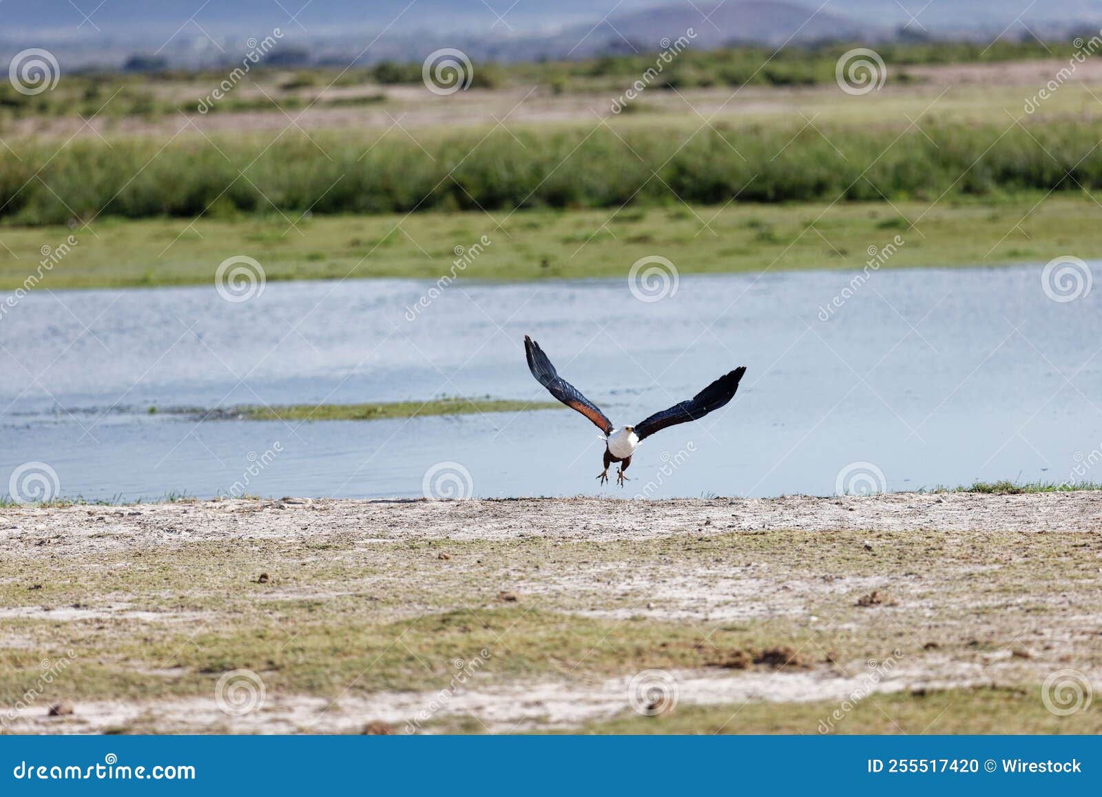 African Fish Eagle Flying Over the Lake Shore Stock Photo - Image of ...