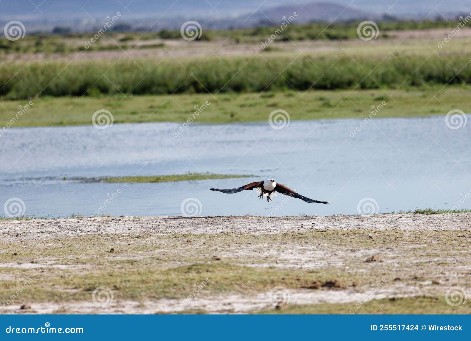 African Fish Eagle Flying Over the Lake Shore Stock Photo - Image of ...