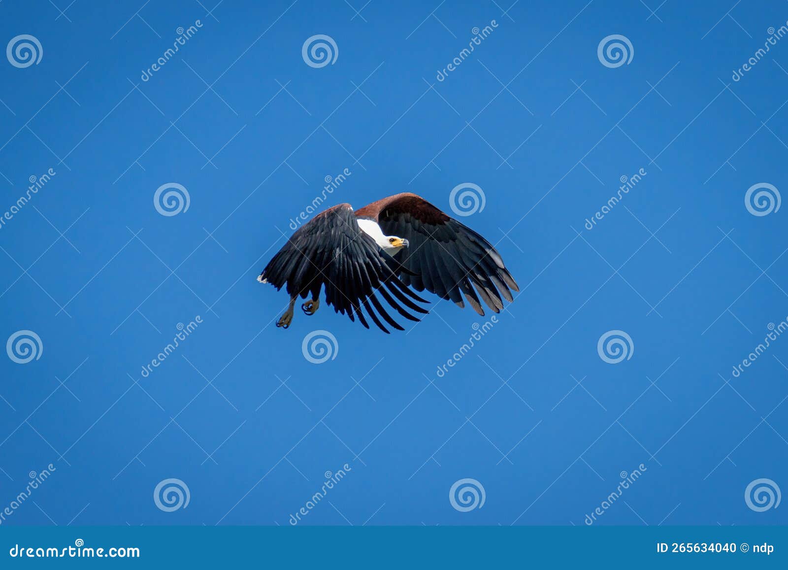 African Fish Eagle Flying Under Blue Sky Stock Photo - Image of africa ...