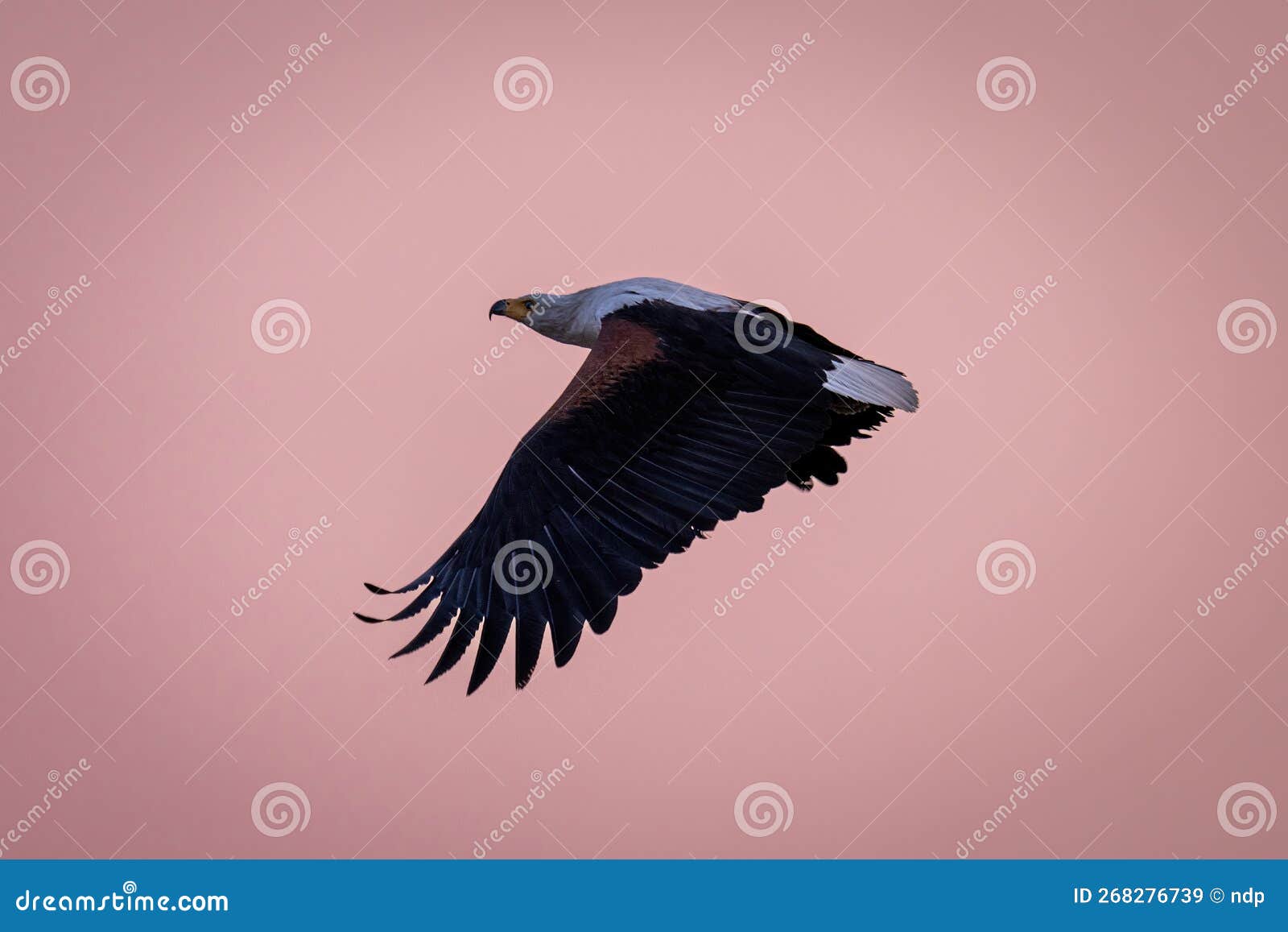 African Fish Eagle Flying Under Pink Sky Stock Image - Image of action ...