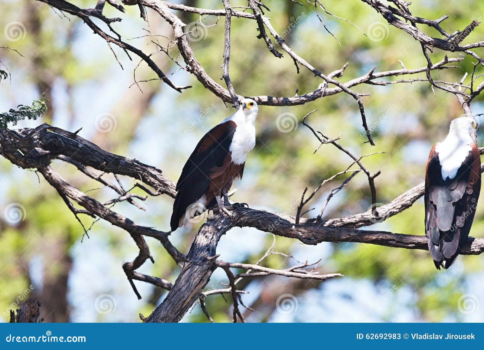 African Fish Eagle, Haliaeetus Vocifer,Namibia Stock Image - Image of ...