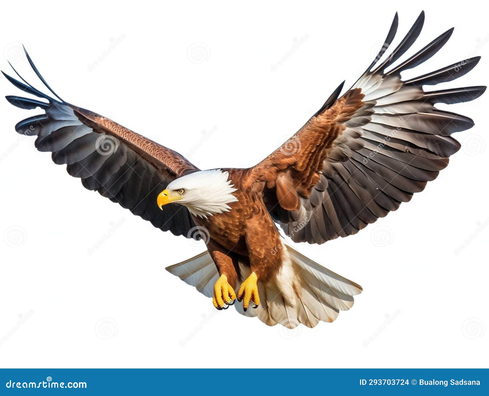 African Fish Eagle Isolated Stock Illustration - Illustration of ...