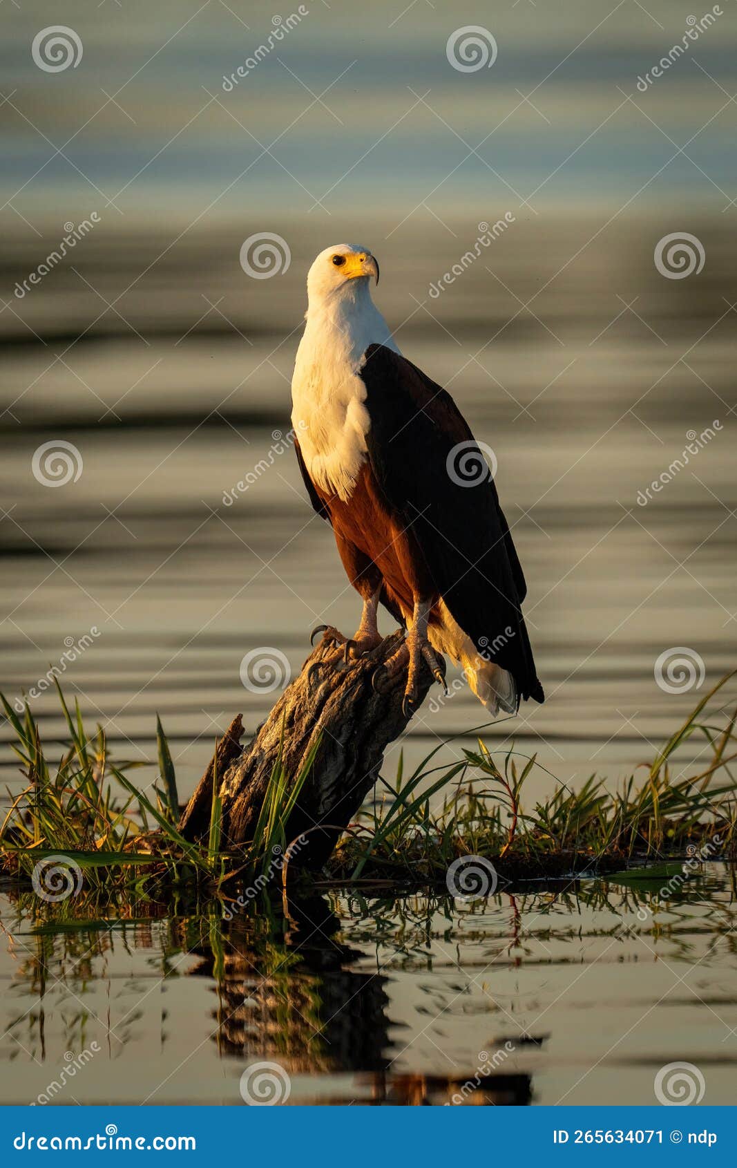 African Fish Eagle on Stump in River Stock Image - Image of bird ...