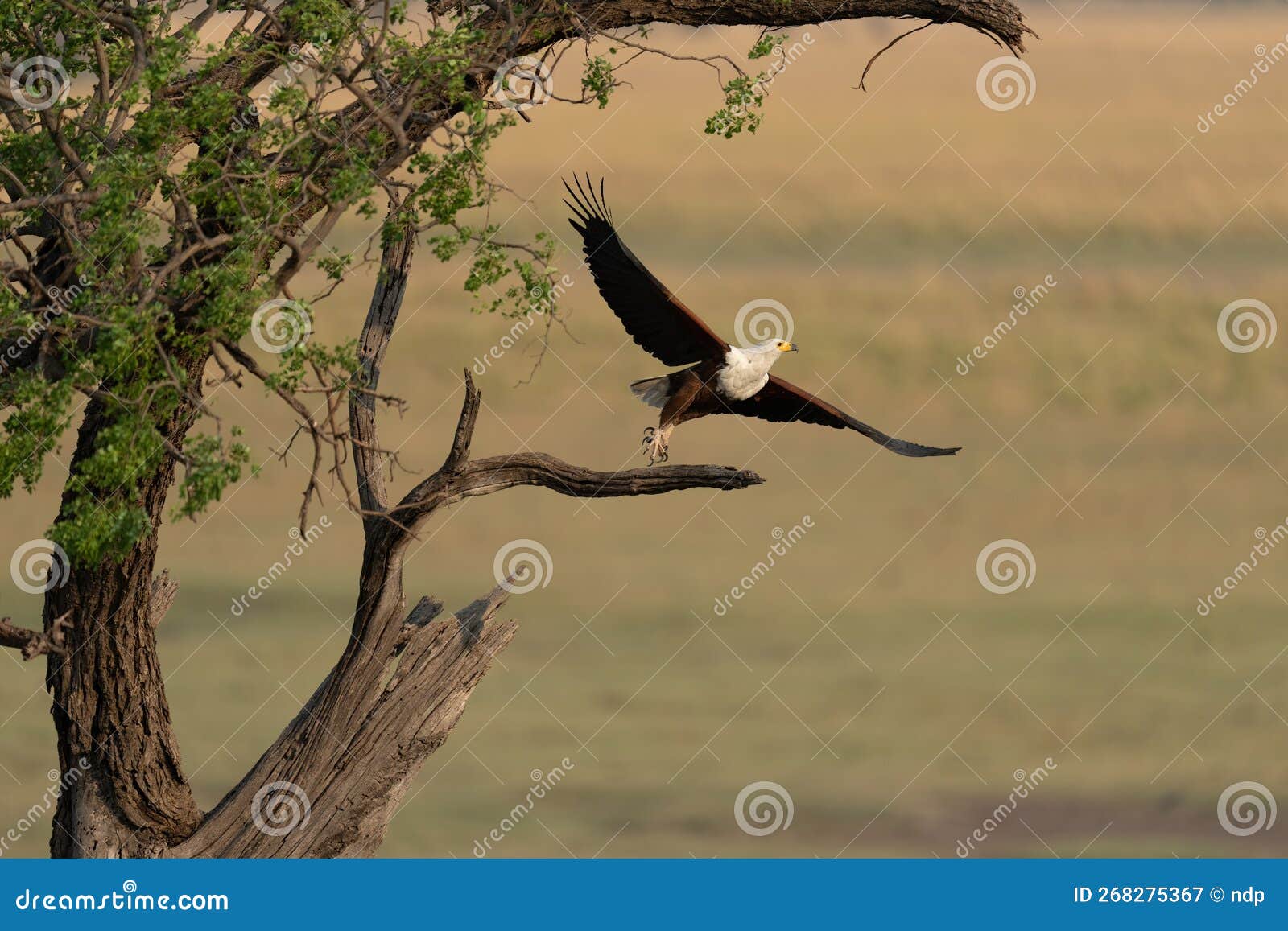African Fish Eagle Taking Off from Tree Stock Image - Image of branch ...