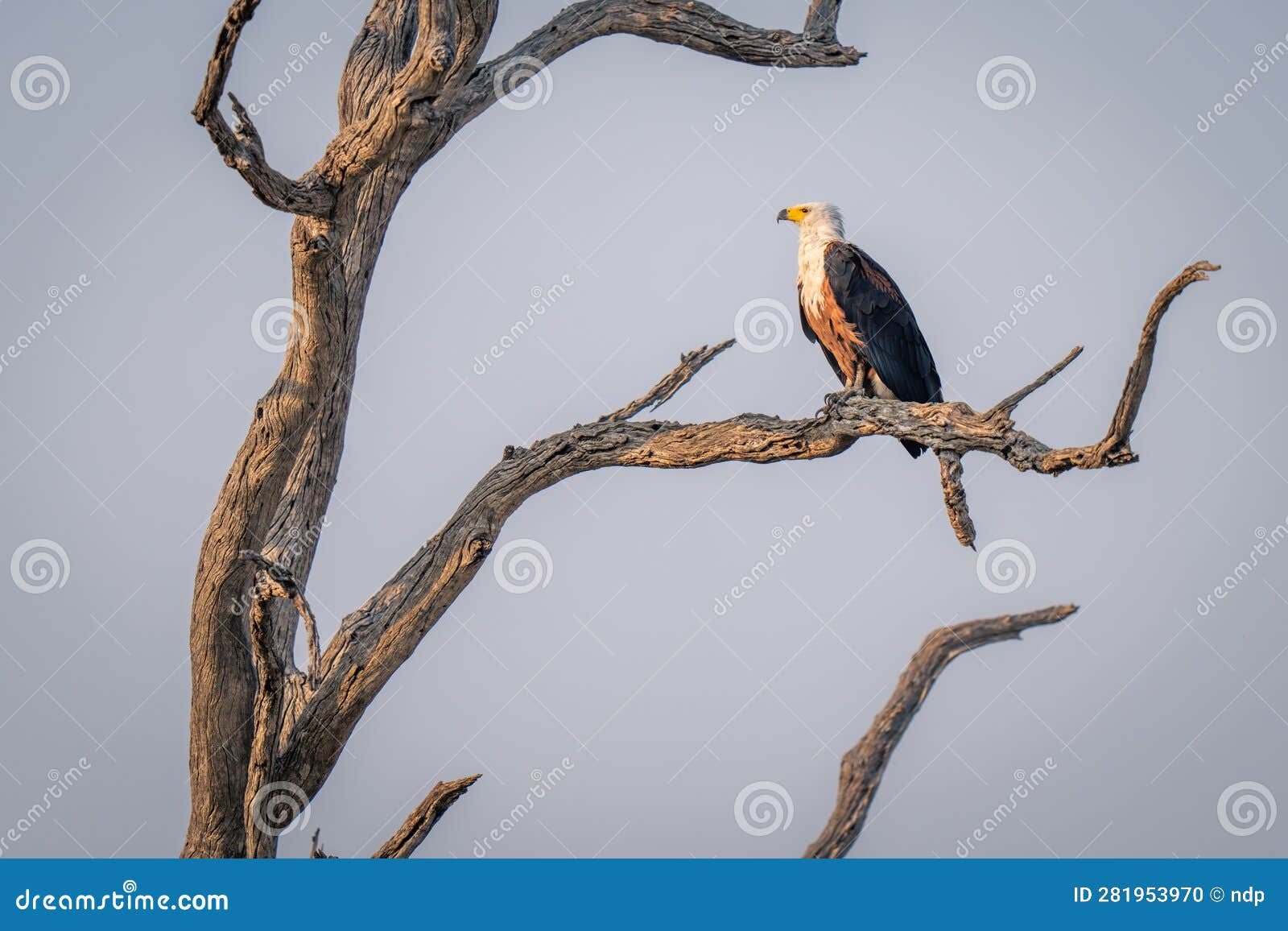African Fish Eagle in Tree Facing Left Stock Photo - Image of animals ...