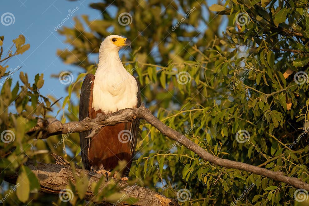 African Fish Eagle in Tree Turning Head Stock Image - Image of national ...