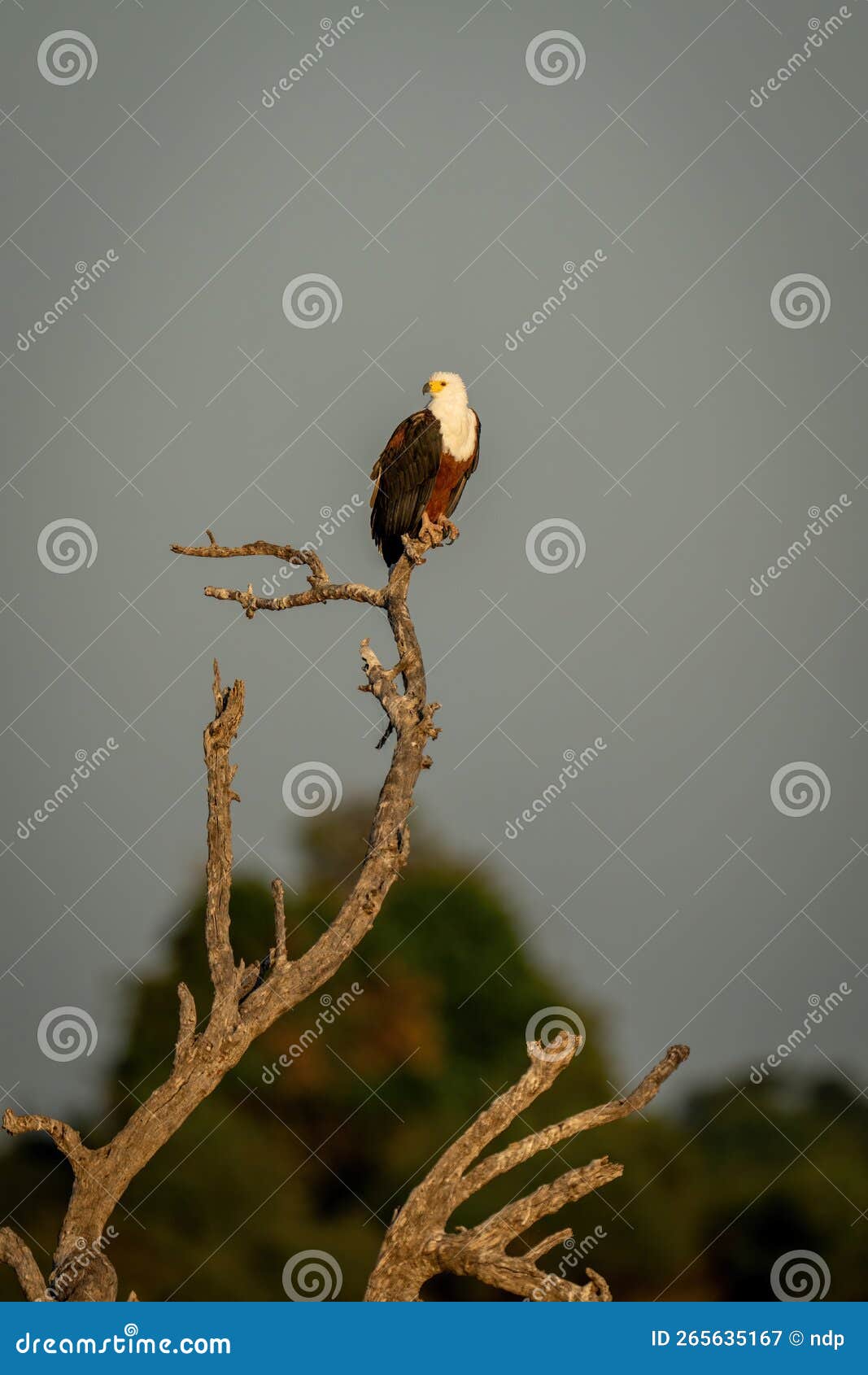 African Fish Eagle on Tree Turning Head Stock Image - Image of vocifer ...