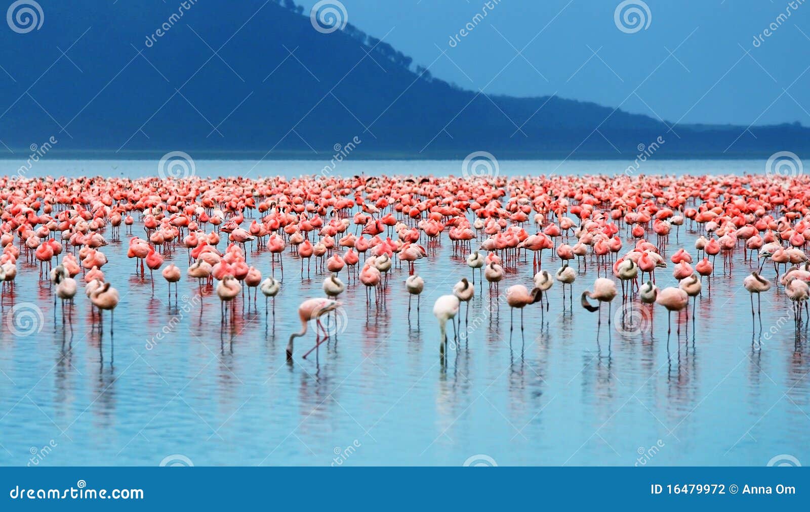 African flamingos stock photo. Image of ecology, nature - 16479972