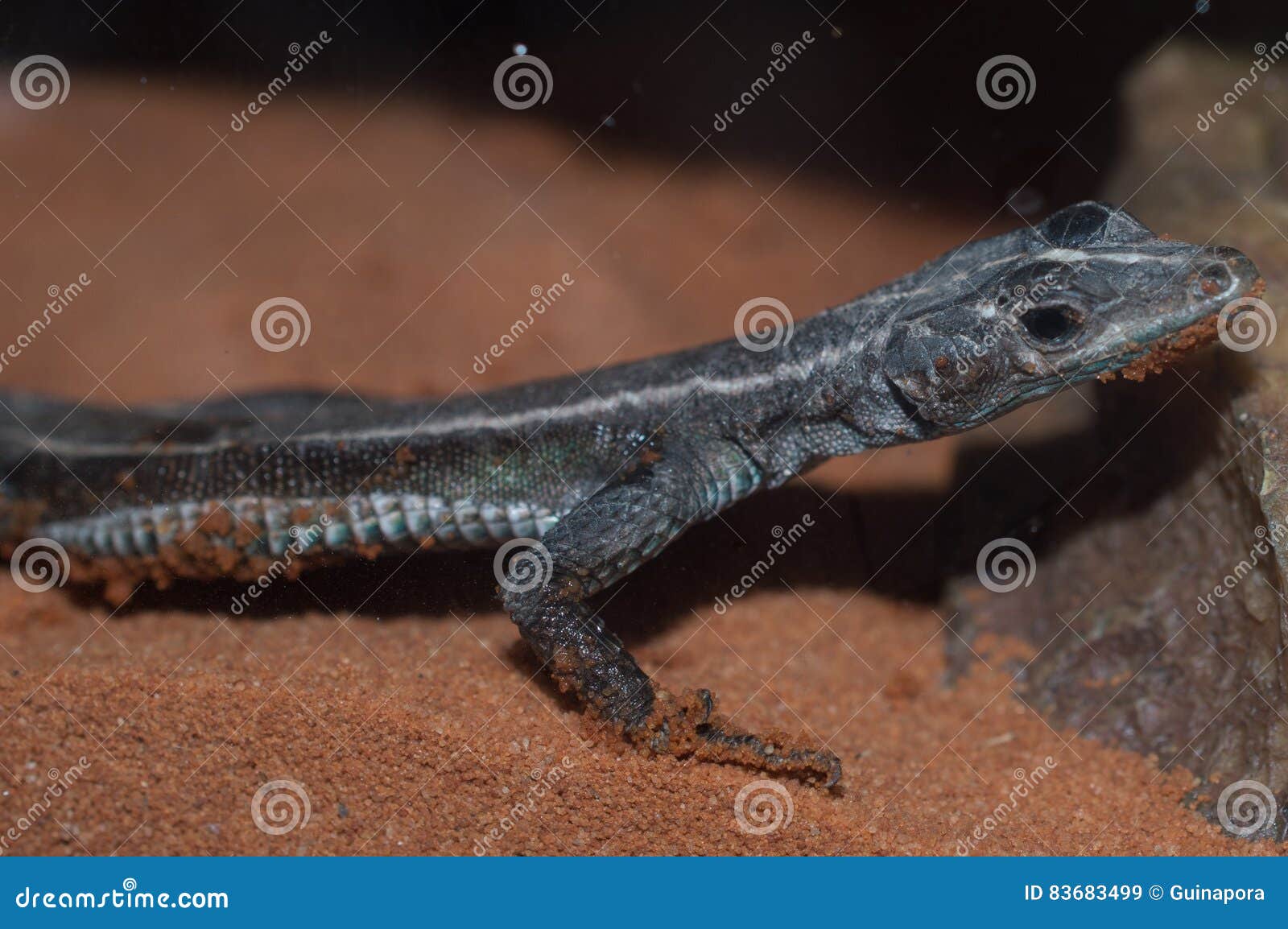 Female Platysaurus Lizard On A Rock In Mapungubwe, South Africa. Stock ...