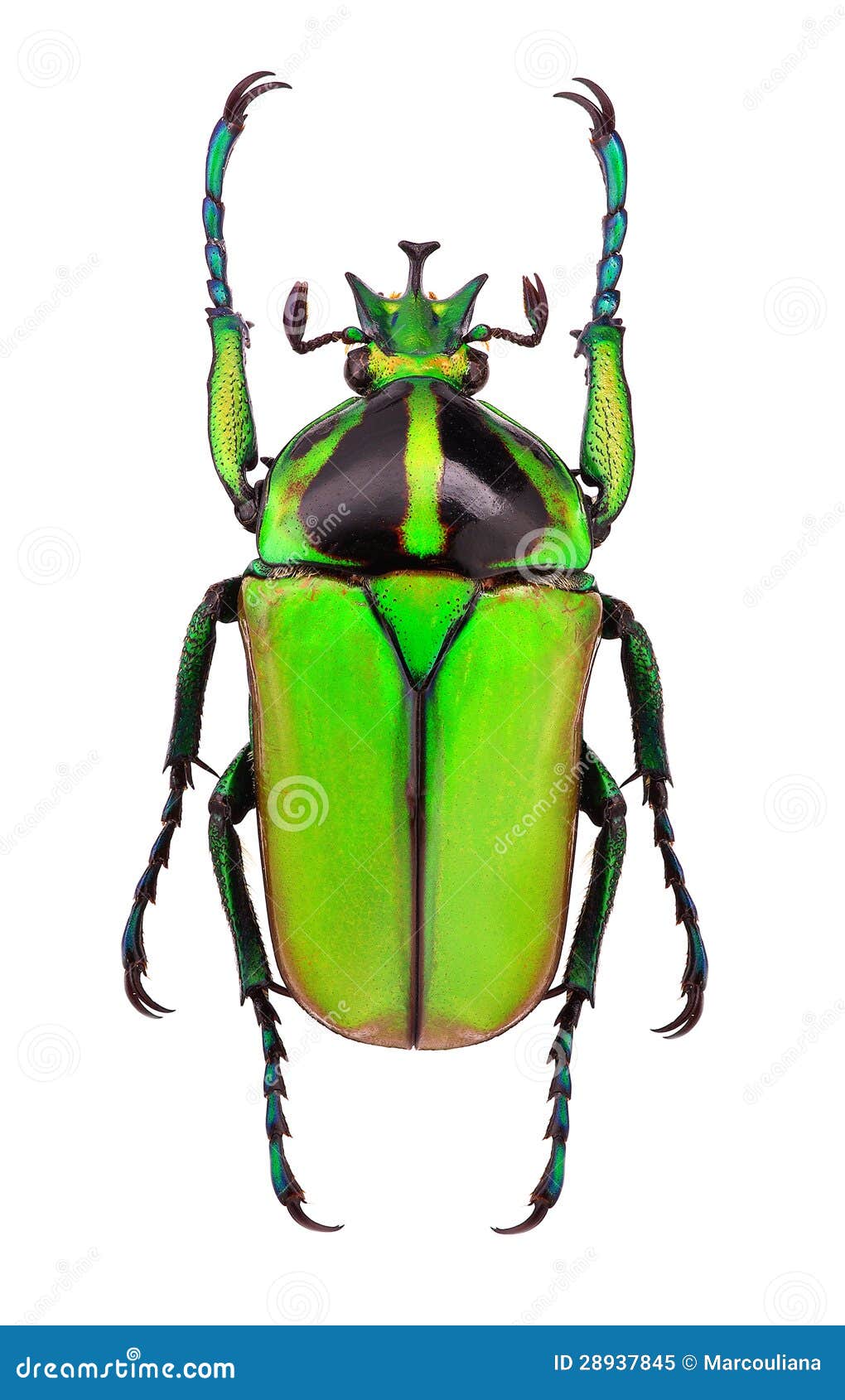 African Flower Beetle Neptunides Polychrous Stock Image - Image of ...