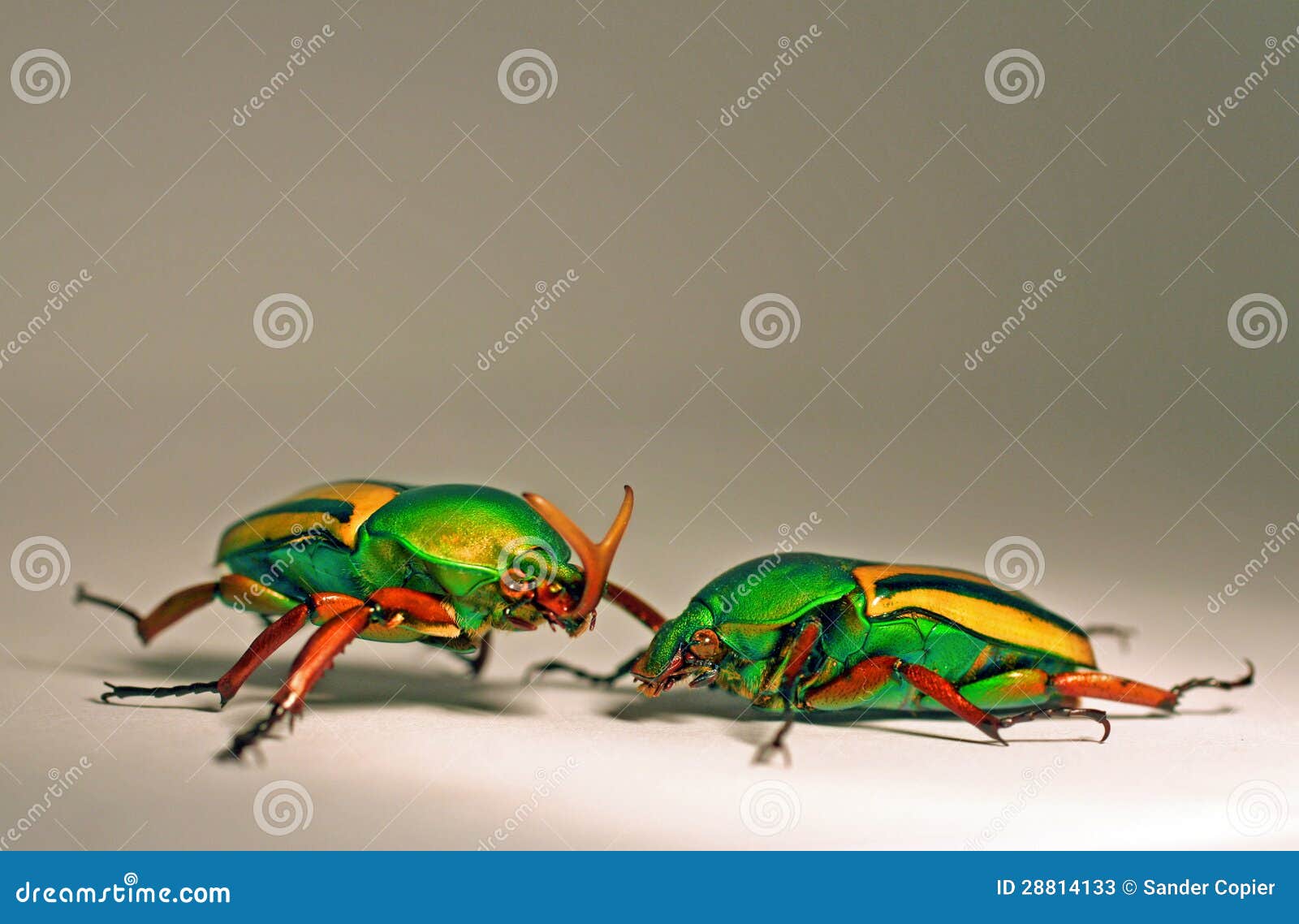 African Flower Beetles stock image. Image of beetle, studio - 28814133