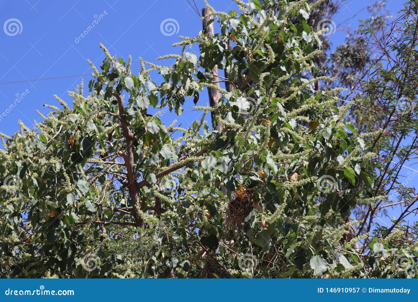 Croton tree flowring stock image. Image of tree, greenery - 146910957