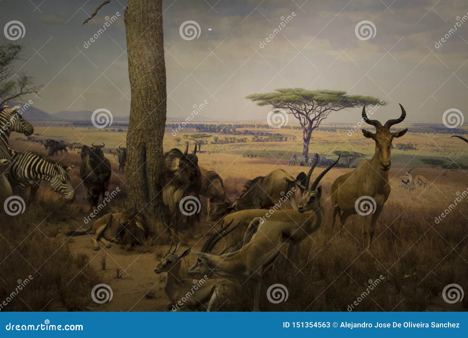 African Forest and Animals stock image. Image of african - 151354563