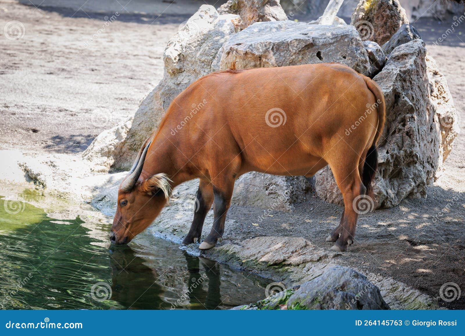 The African Forest Buffalo, Syncerus Caffer Nanus, Also Known As the ...