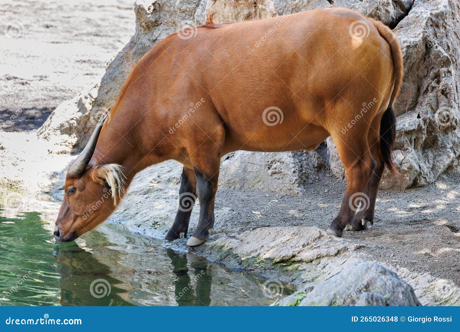 The African Forest Buffalo, Syncerus Caffer Nanus, Also Known As the ...
