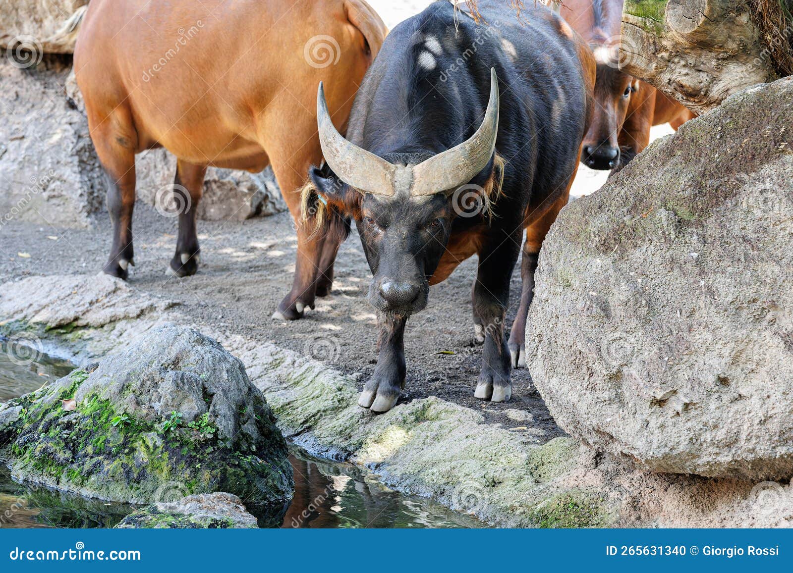 The African Forest Buffalo, Syncerus Caffer Nanus, Also Known As the ...