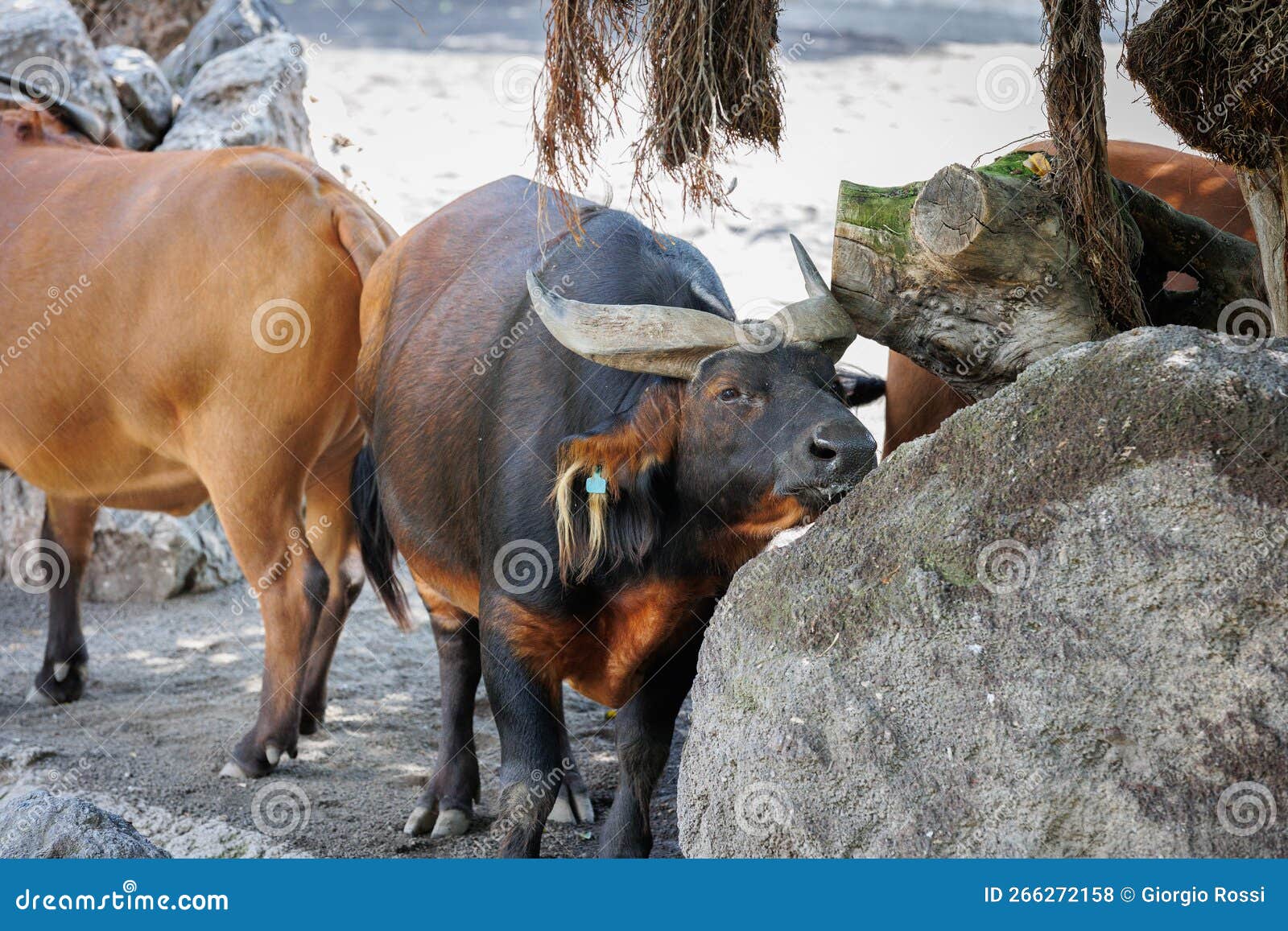 The African Forest Buffalo, Syncerus Caffer Nanus, Also Known As the ...