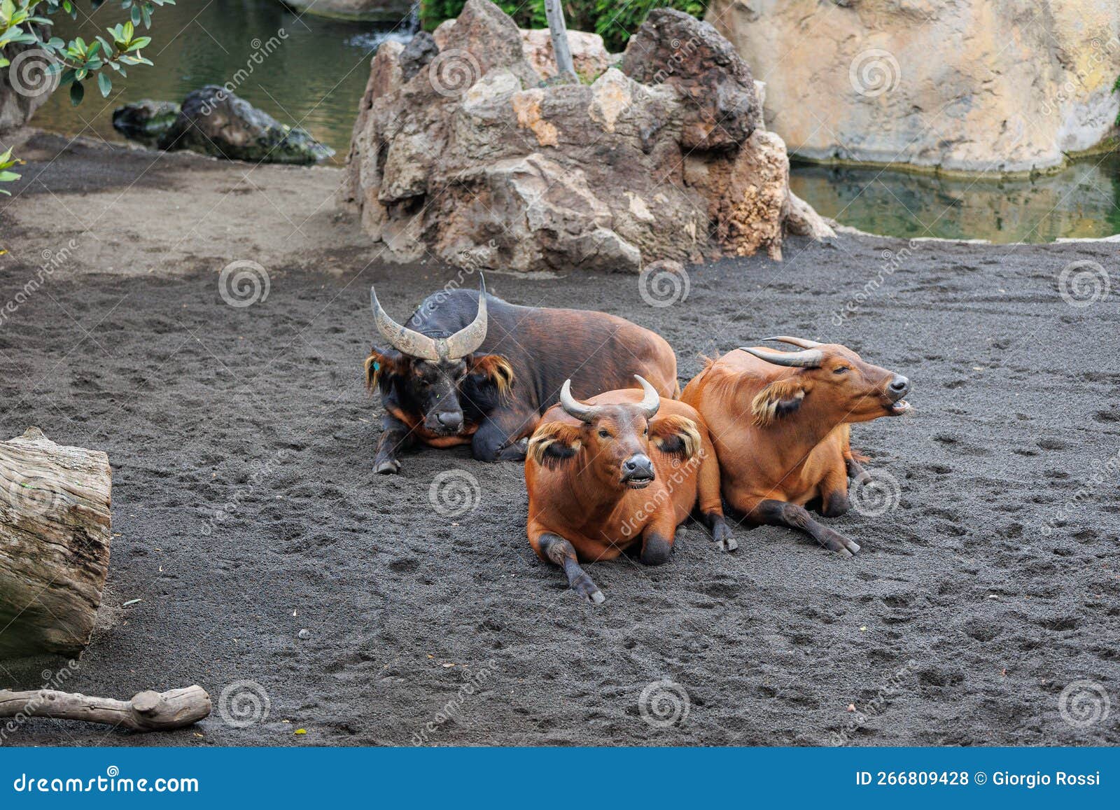 The African Forest Buffalo, Syncerus Caffer Nanus, Also Known As the ...