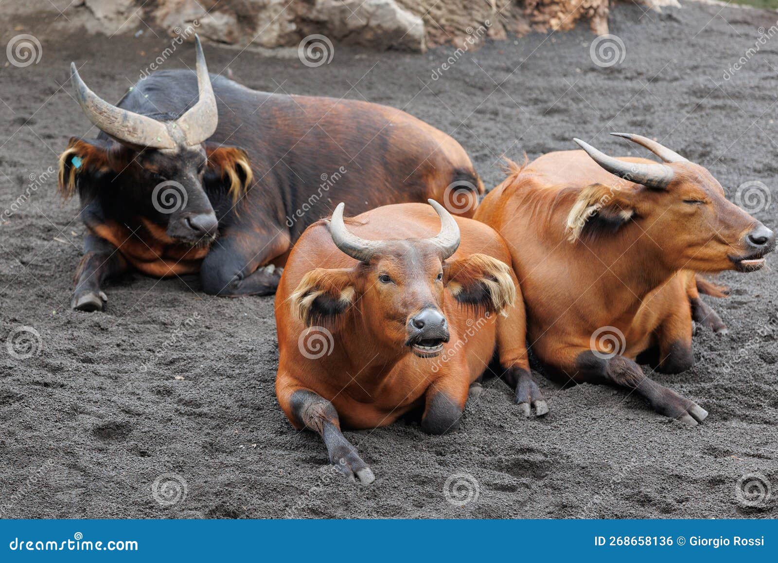 The African Forest Buffalo, Syncerus Caffer Nanus, Also Known As the ...