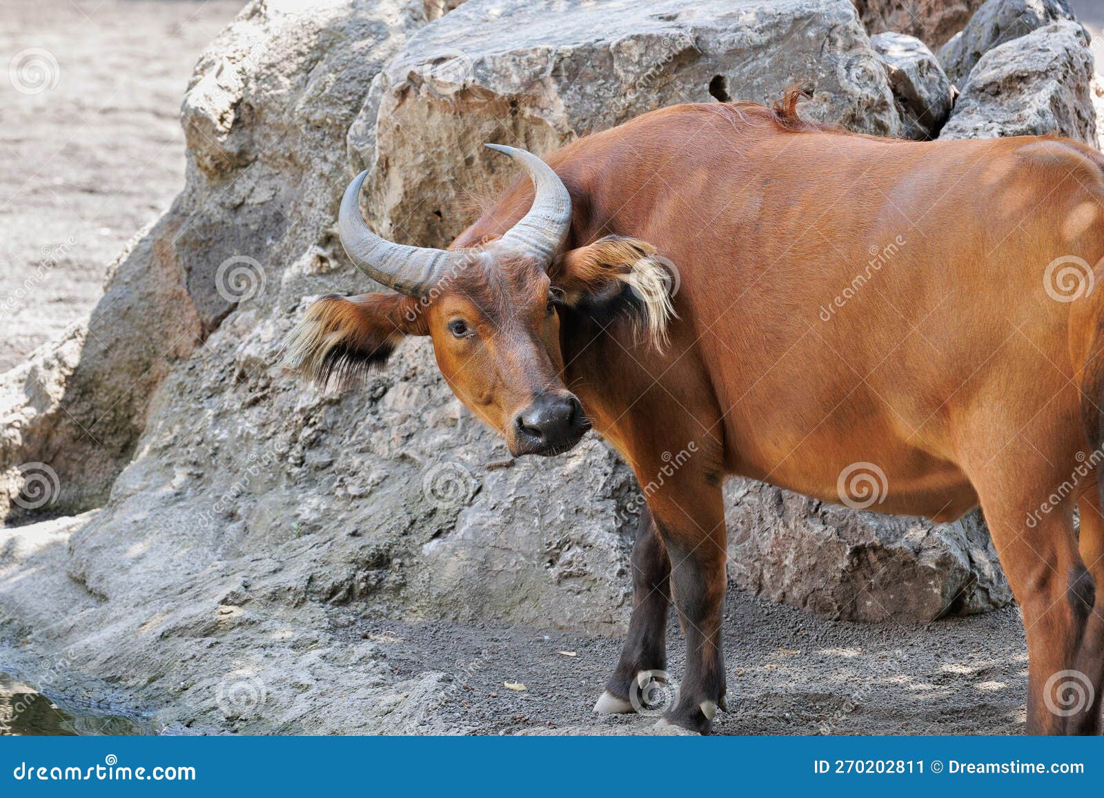 The African Forest Buffalo, Syncerus Caffer Nanus, Also Known As the ...