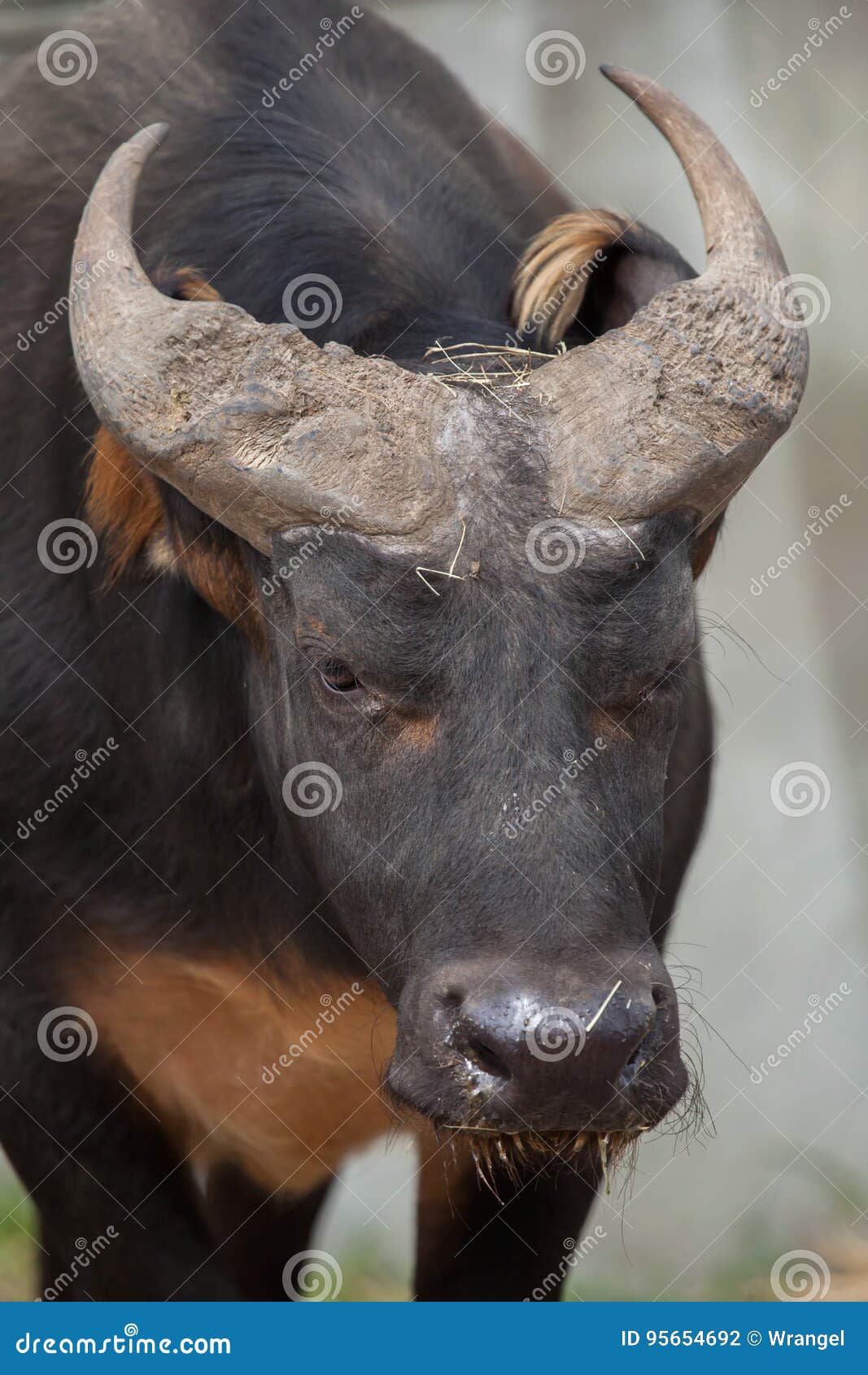 Forest Buffalo With Baby In Indira Gandhi Zoological Park Stock Image ...