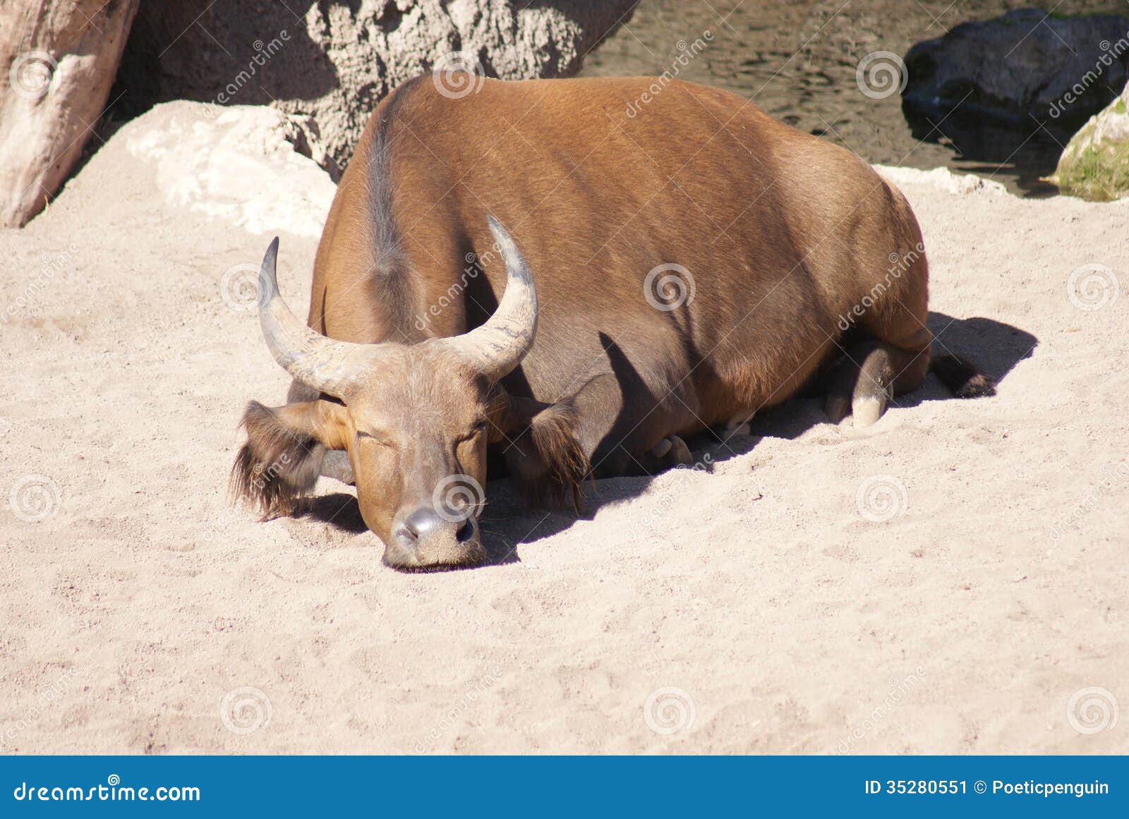 African Forest Buffalo - Syncerus Caffer Nanus Stock Image - Image of ...
