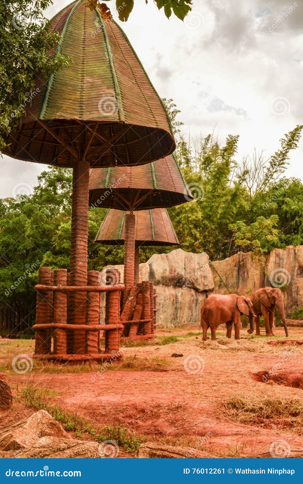 African Forest Elephant Zoo Stock Image - Image of indian, profile ...