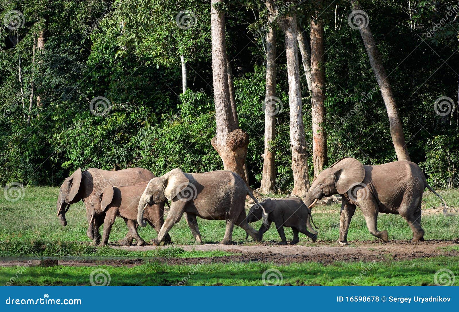 The African Forest Elephant, Loxodonta Africana Cyclotis, (forest ...