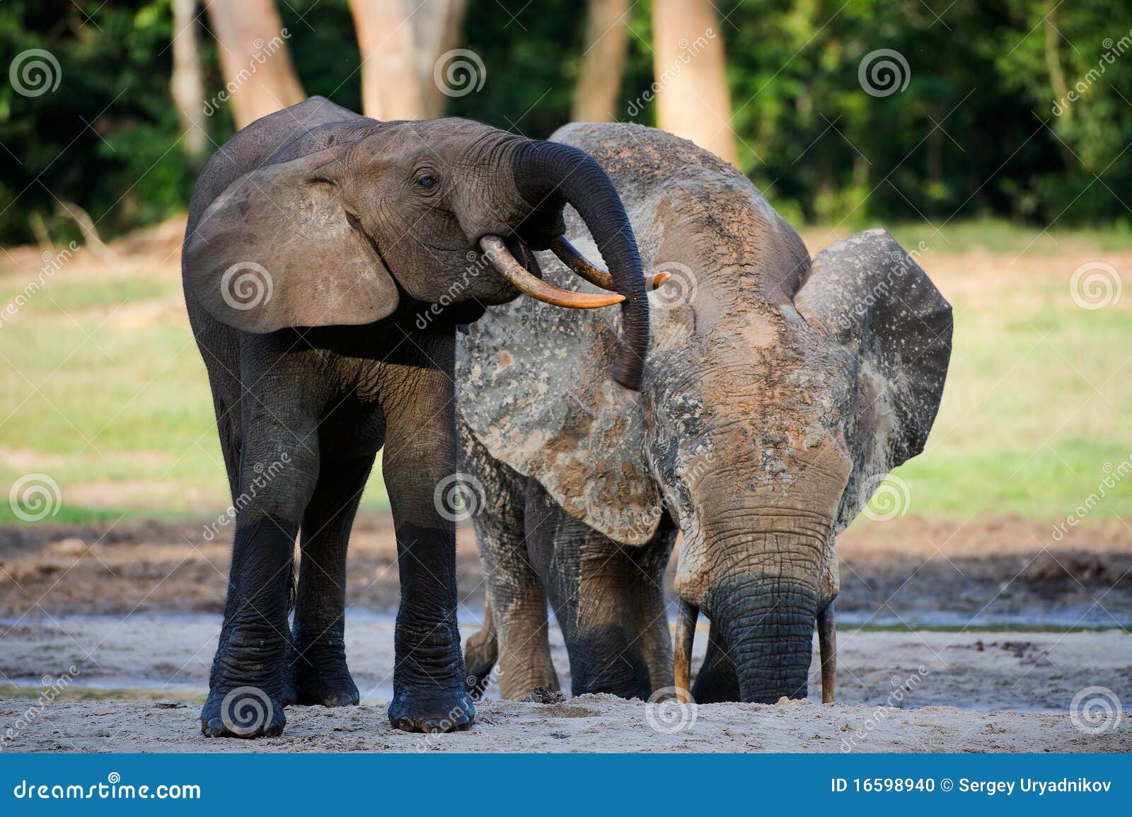 African Forest Elephants ( Loxodonta Cyclotis). Stock Photo - Image of ...