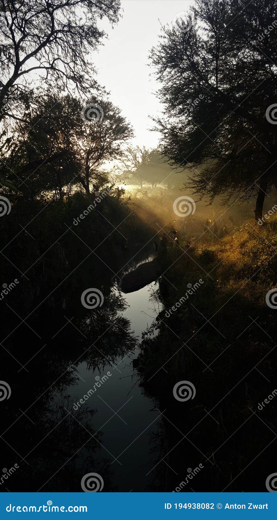 African forest at sunset stock photo. Image of scenery - 194938082
