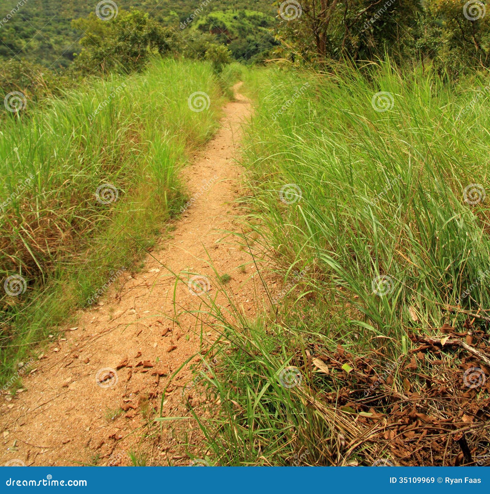 African Forest Trail Perspective Stock Image - Image of plants, growth ...