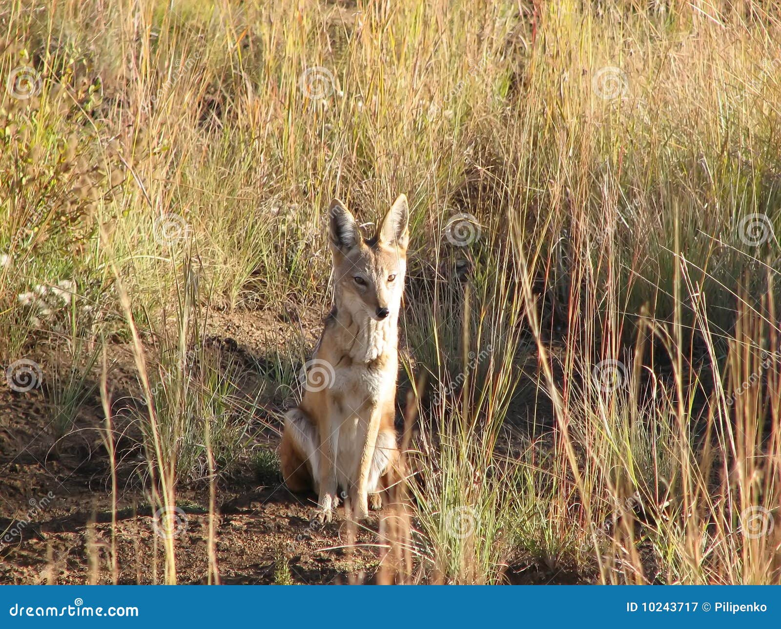 African fox stock image. Image of hunting, face, staring - 10243717